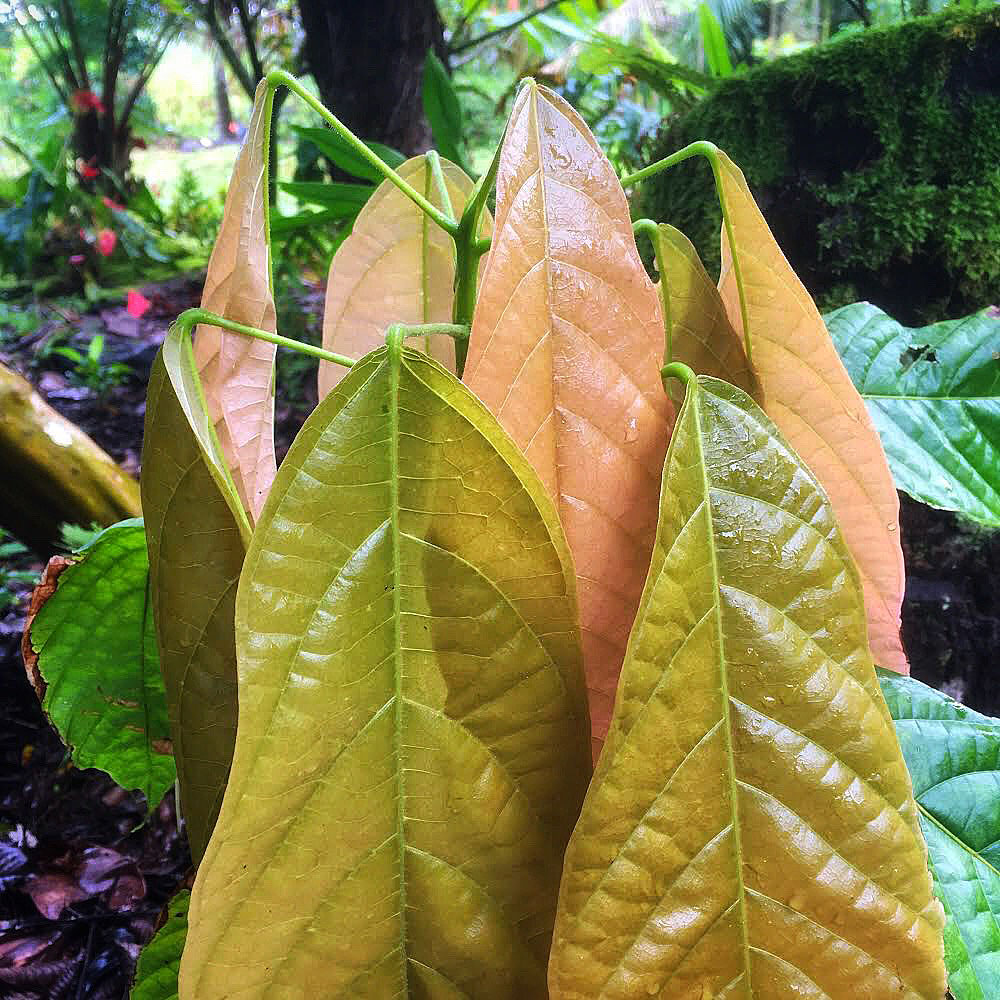 One Cacao Tree: how to make chocolate from fresh cacao pods
